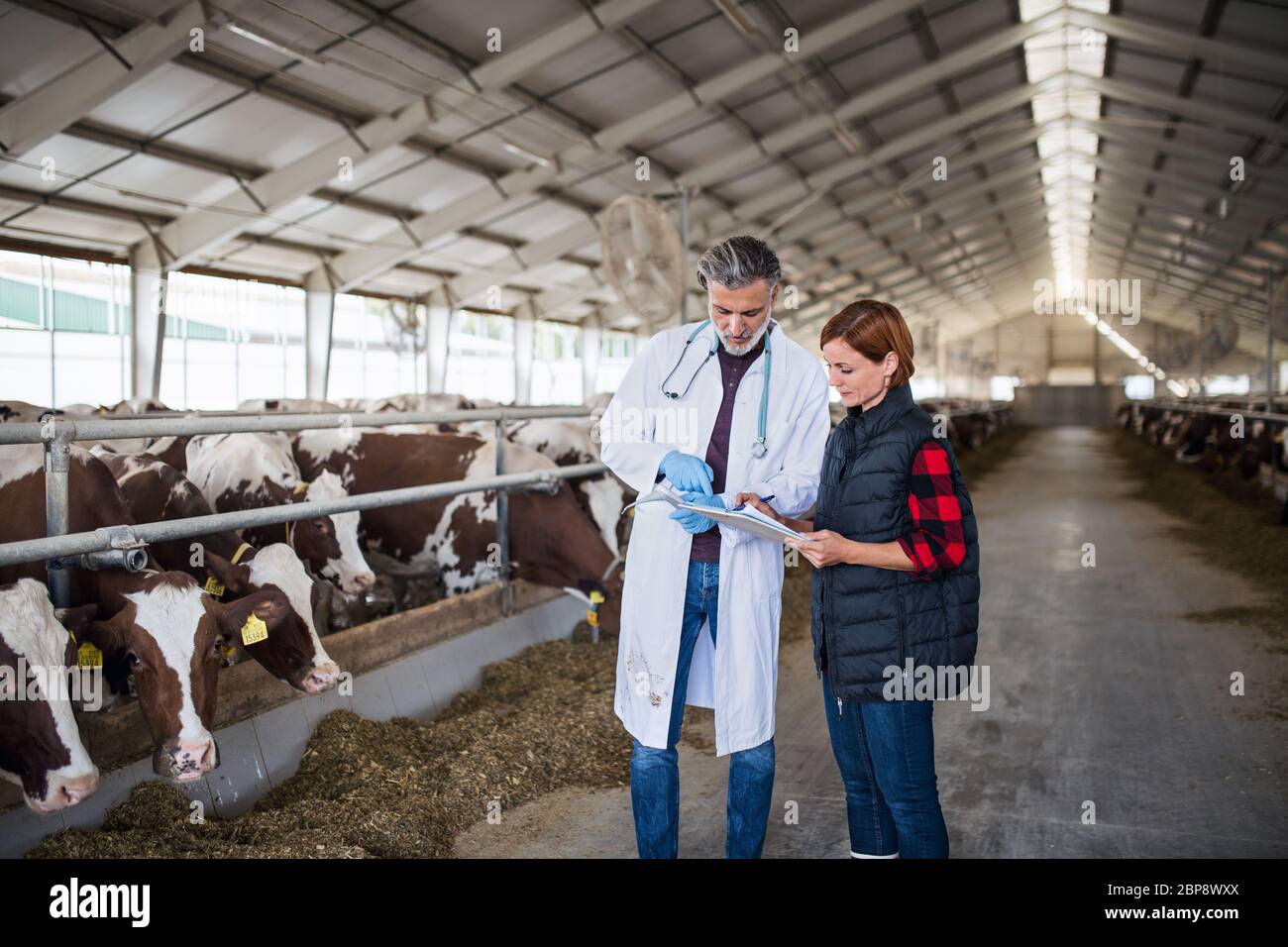Woman manager and veterinary doctor on diary farm, agriculture industry ...