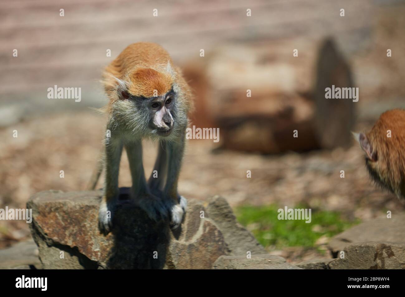 Patas or Hussar monkey. Erythrocebus patas the fastest primate Stock ...