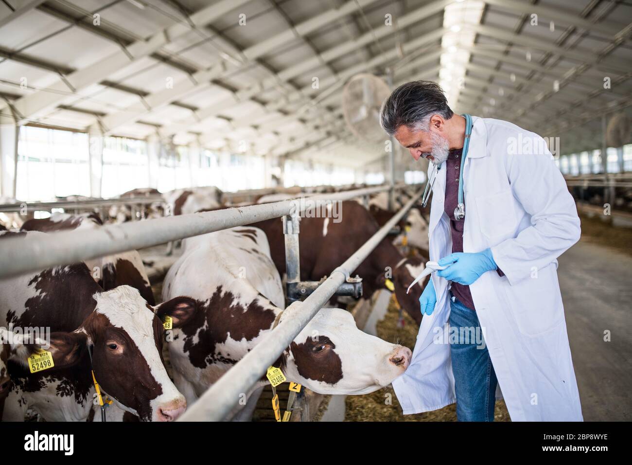 Man veterinary doctor working on diary farm, agriculture industry Stock ...