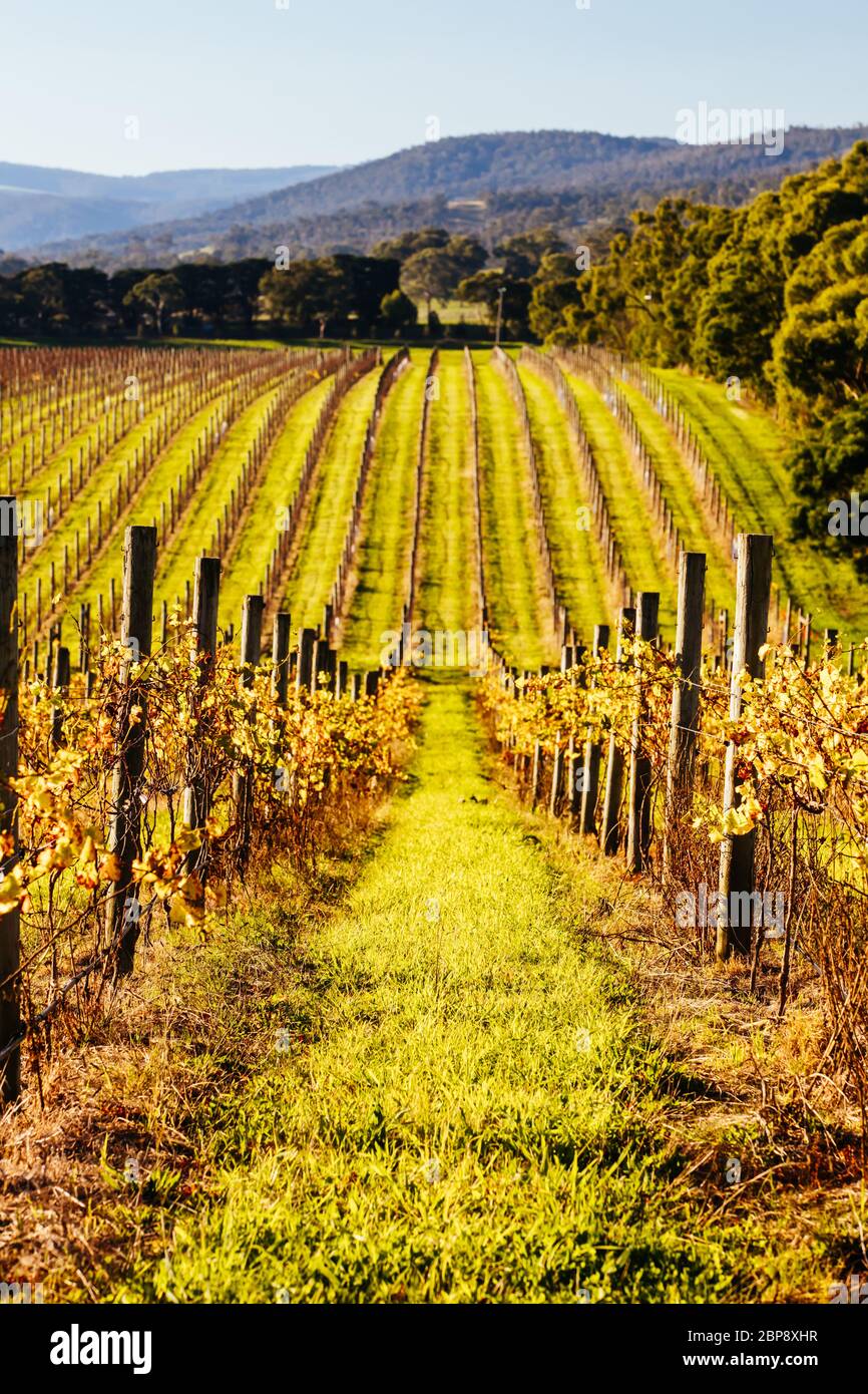 Yarra Valley Sunset High Resolution Stock Photography and Images - Alamy