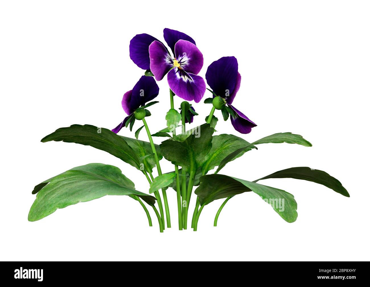 3D rendering of a garden pansy plant with flowers isolated on white ...