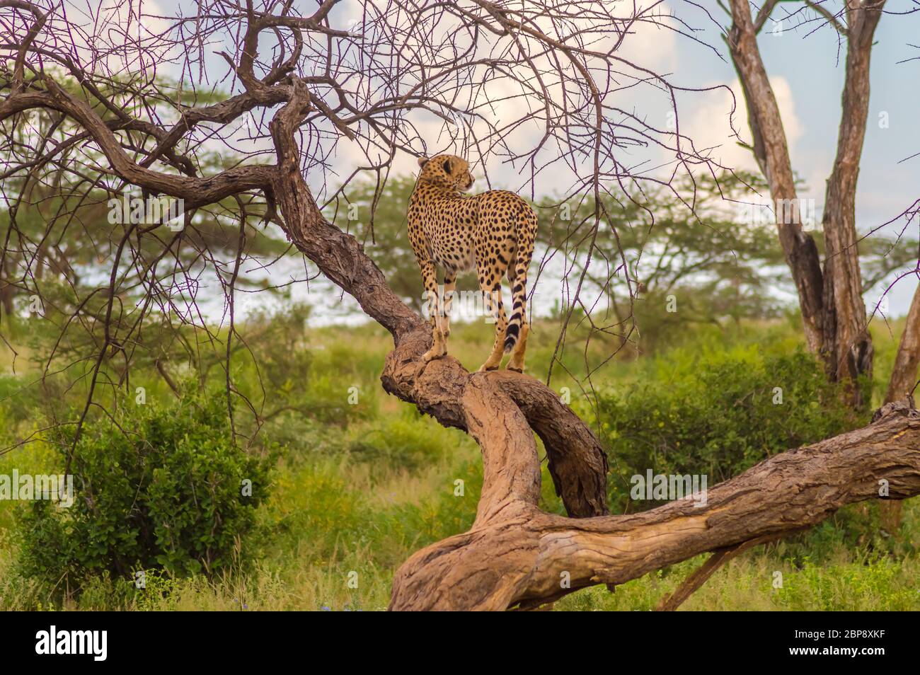 Central cheetahs hi-res stock photography and images - Alamy