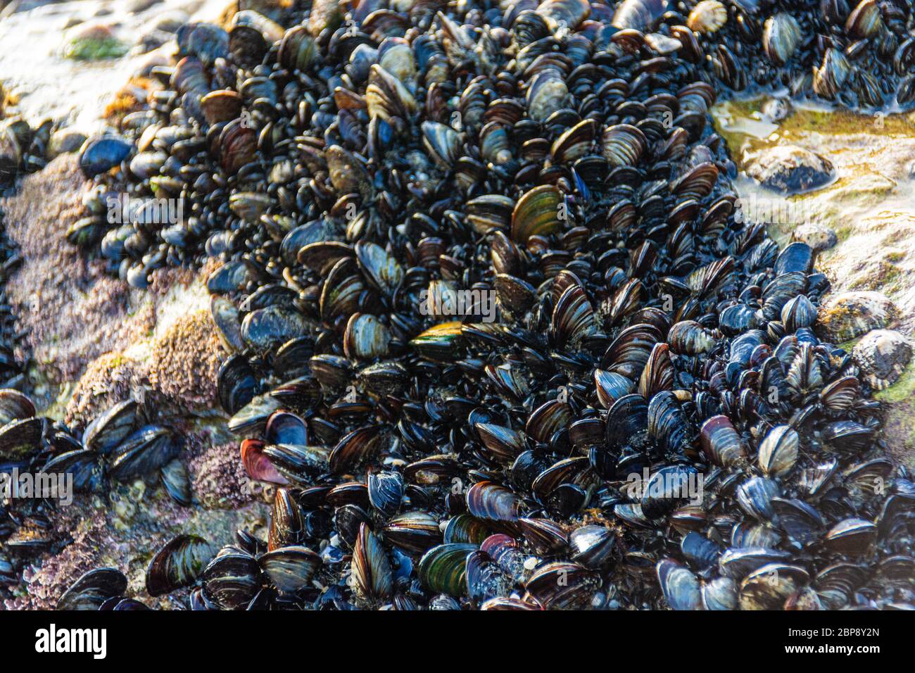 The blue mussel (Mytilus edulis), also known as the common mussel, is a ...