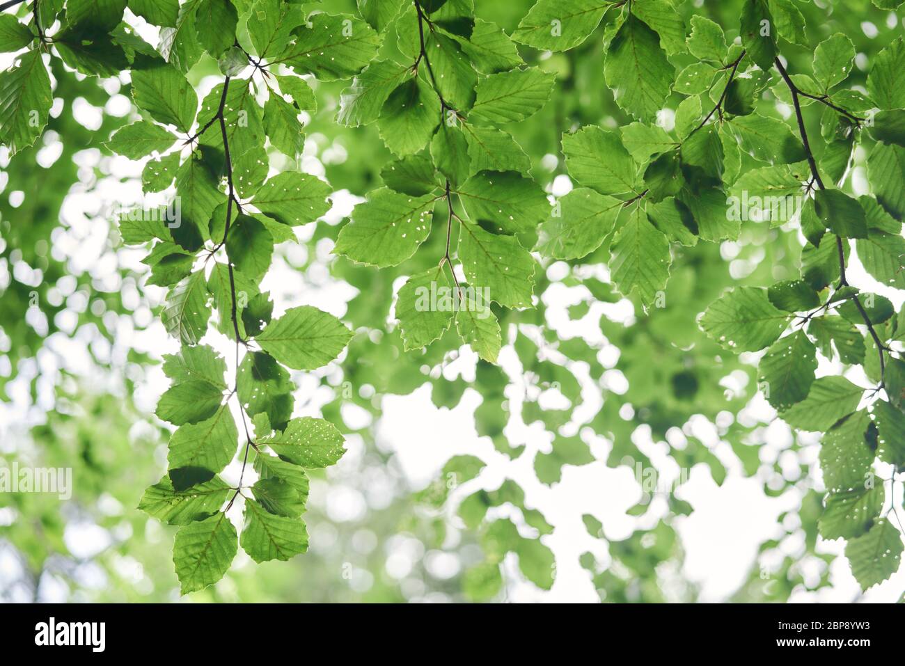 Fresh light green leaves background. Spring, summer, nature concept ...