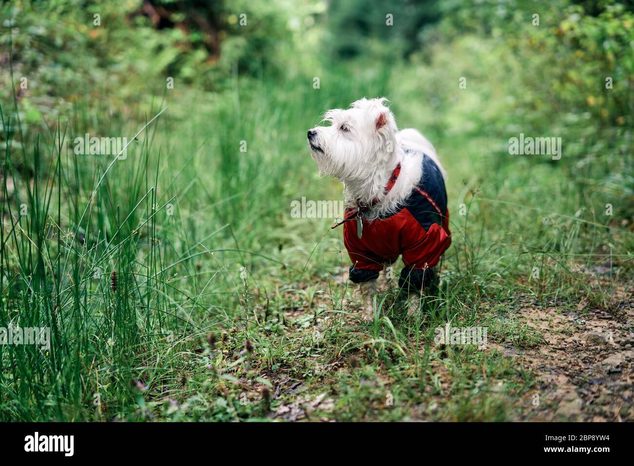 White cute dog playing outside in forest. Pets concept Stock Photo - Alamy