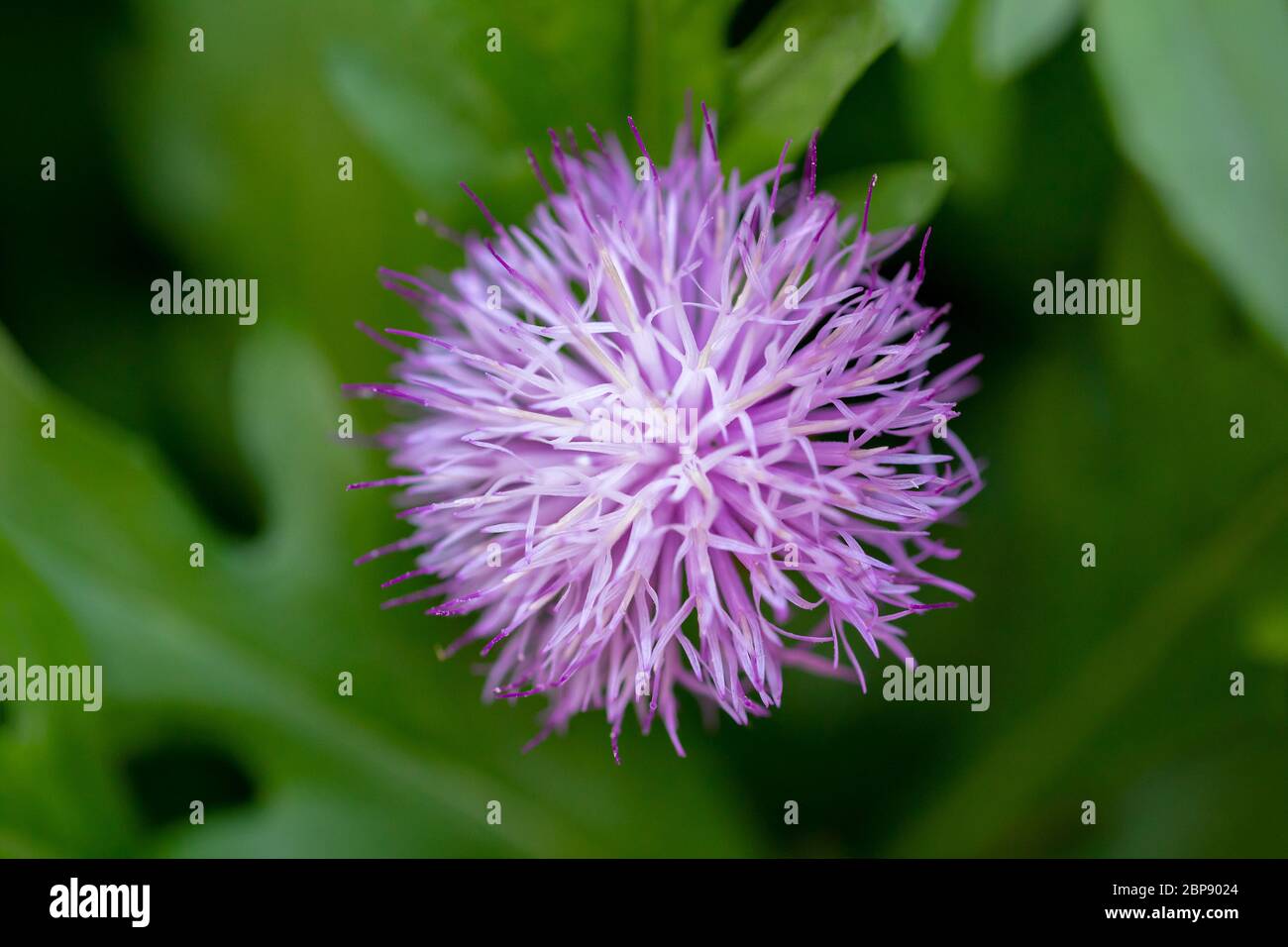 Purple flower of the Spear Thistle. Cirsium vulgare. JungleDragon Stock ...