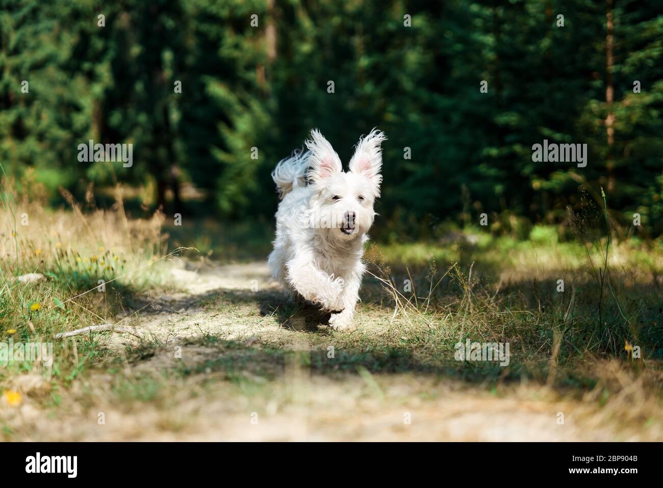 Funny cute dog playing and running outside in forest. Pets concept ...