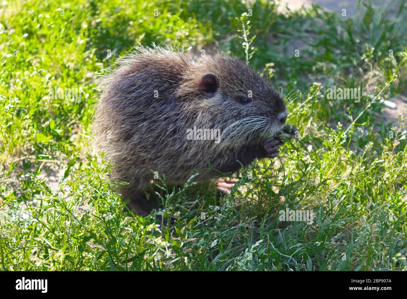 Food muskrat hi-res stock photography and images - Alamy