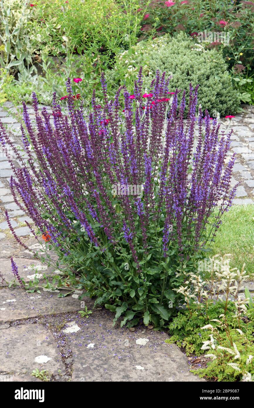 Hain-Salbei , Steppen-Salbei (Salvia nemorosa) - Hybride Stock Photo ...