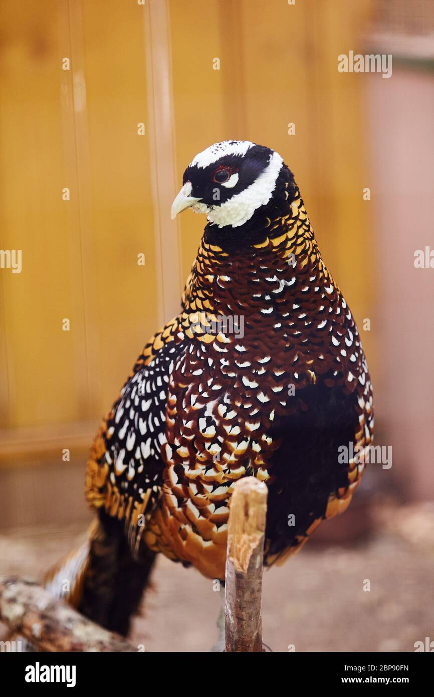 Reeves pheasant. Syrmaticus reevesii, bird in pheasant family Stock ...