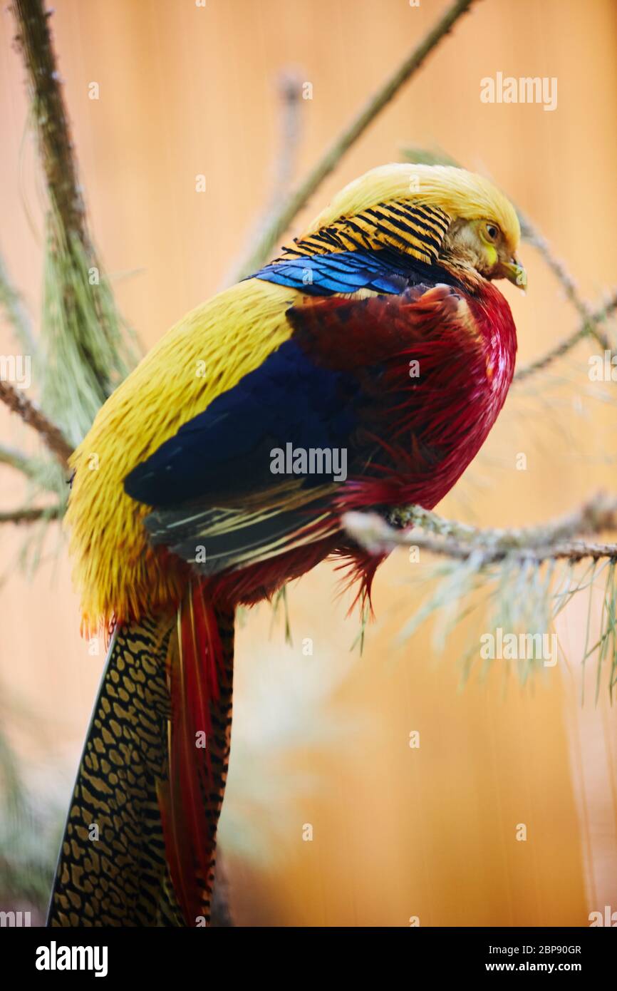 Golden pheasant chrysolophus pictus hi-res stock photography and images ...