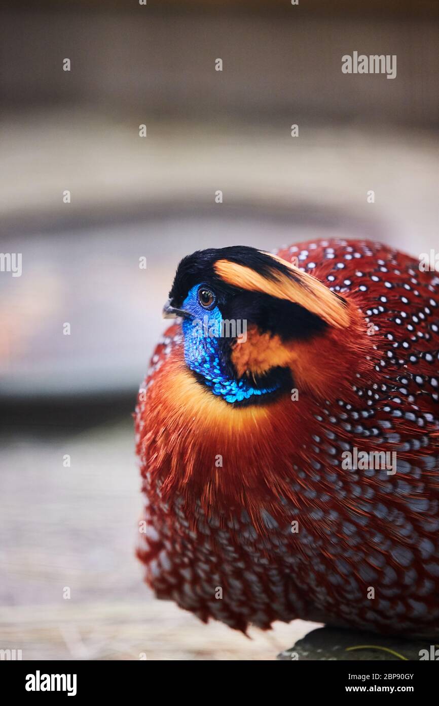 Exotic bird from Asia. Temminck's Tragopan, Tragopan temminckii, detail ...