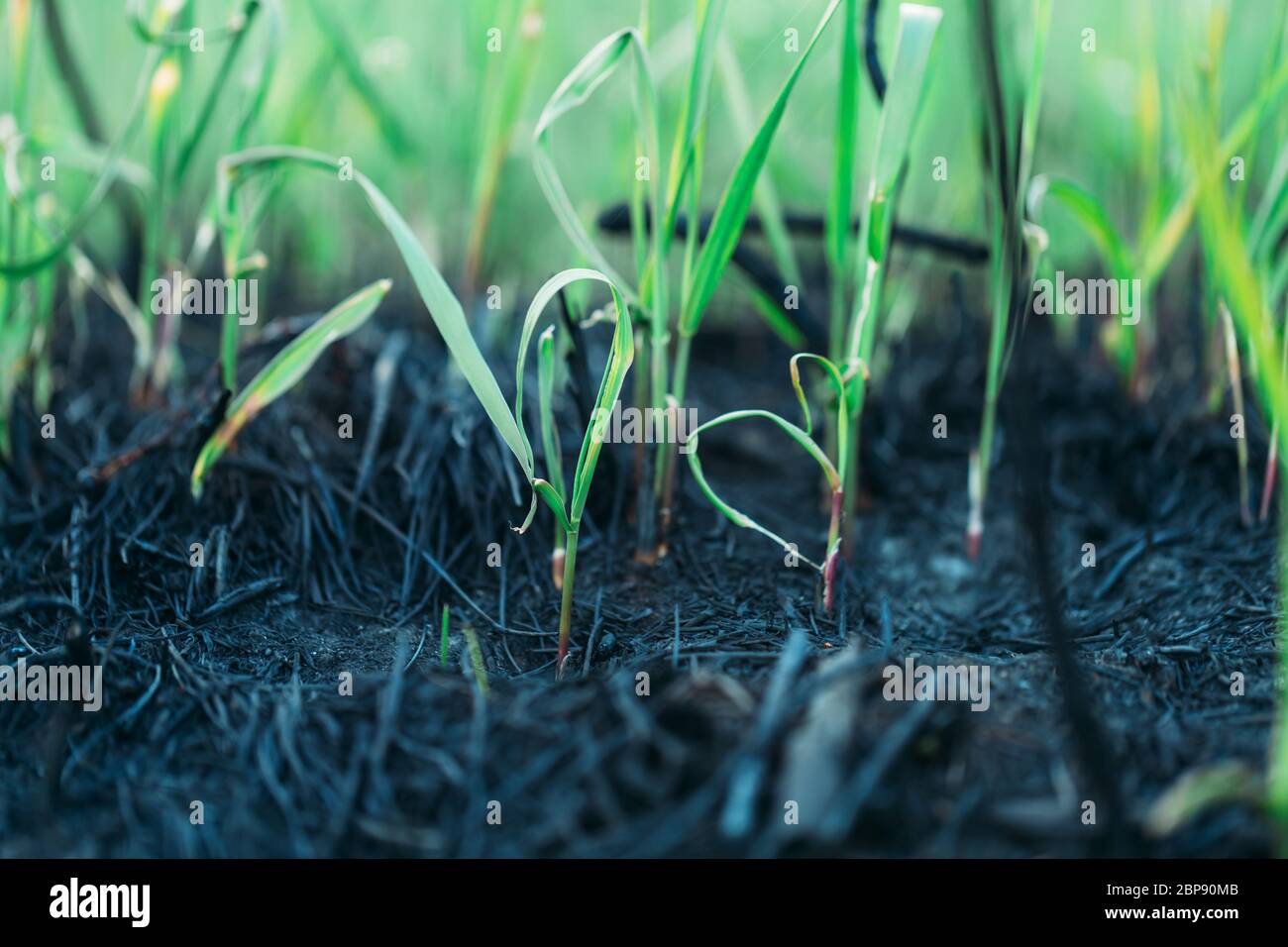 Germination of grass after a fire, restoration of nature, natural ...