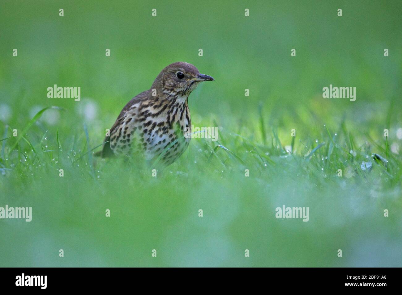 European thrushes hi-res stock photography and images - Alamy