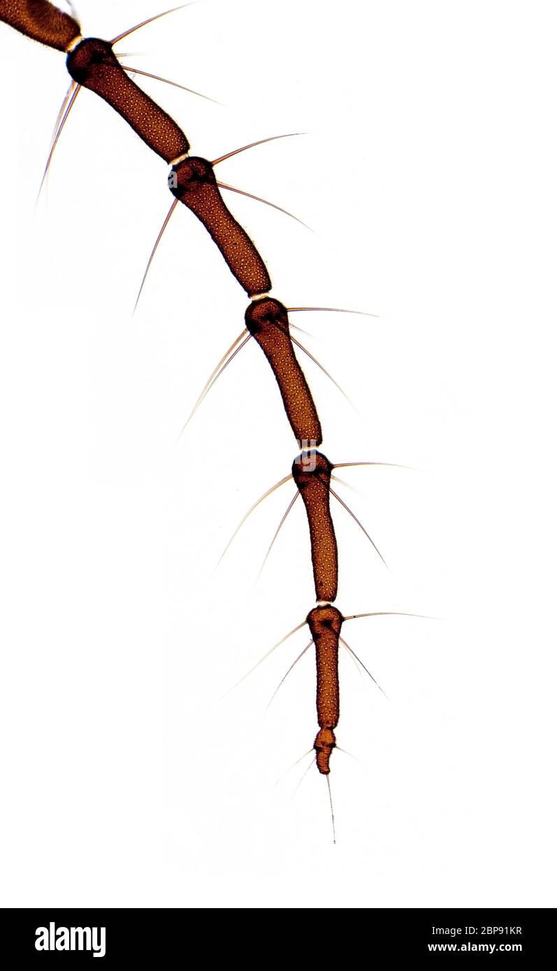 Cranefly antenna, microscope view Stock Photo - Alamy