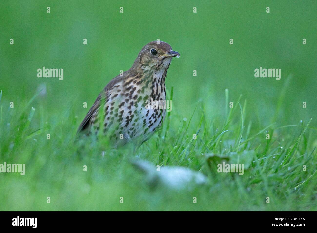 Song thrushes hi-res stock photography and images - Alamy