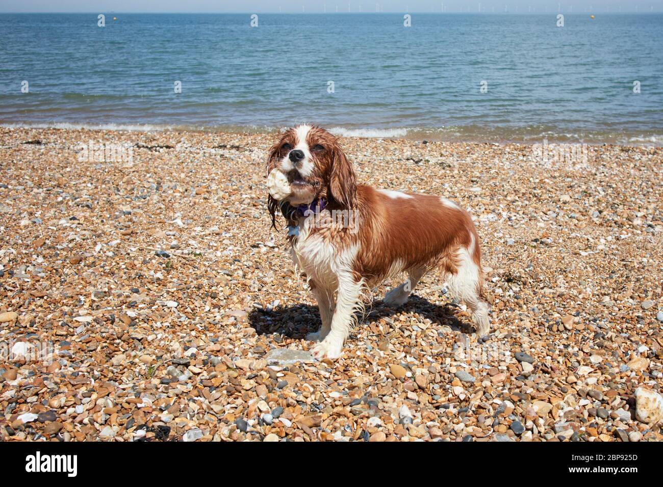 Studd hill beach hi-res stock photography and images - Alamy