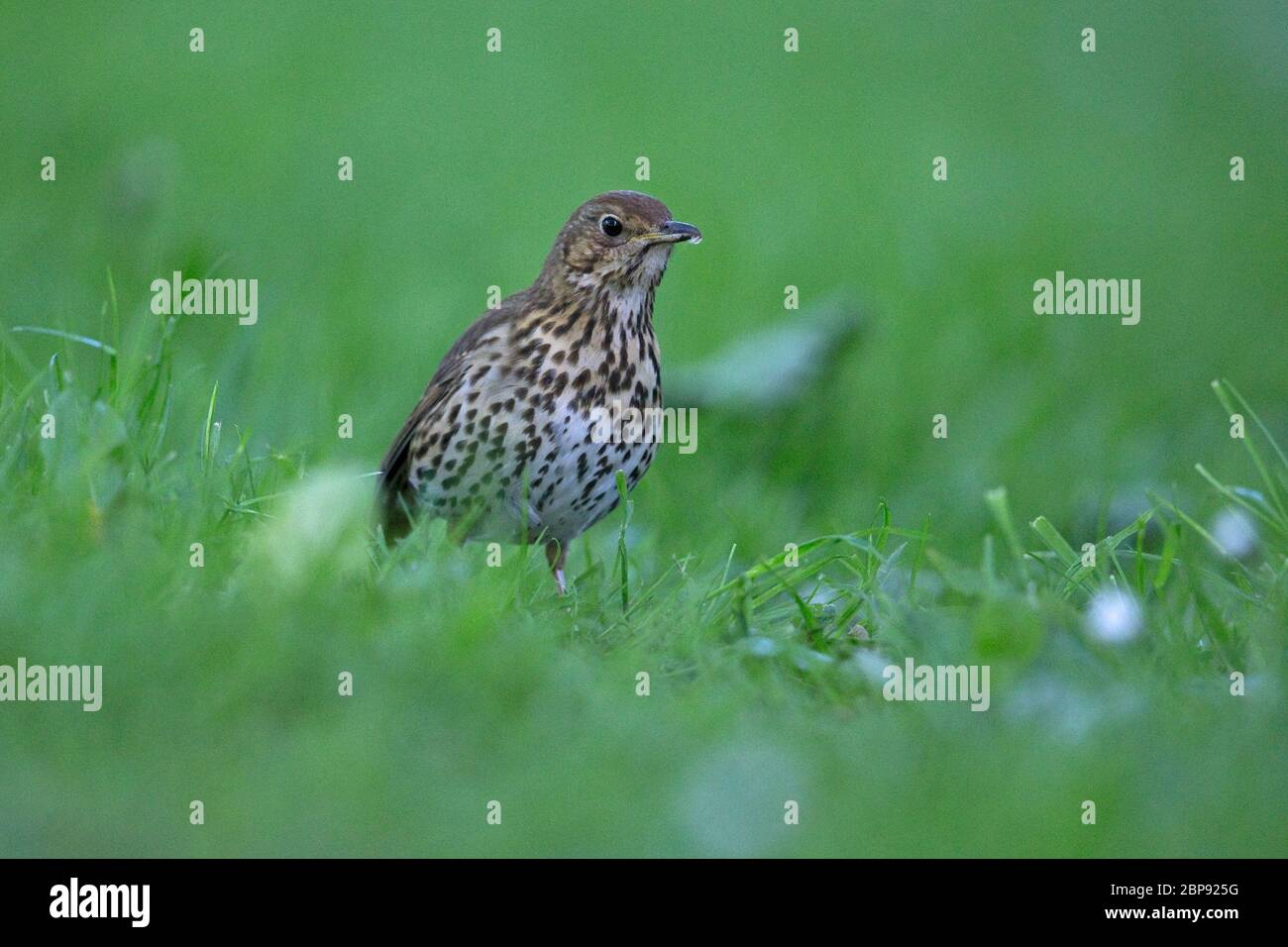 European thrushes hi-res stock photography and images - Alamy