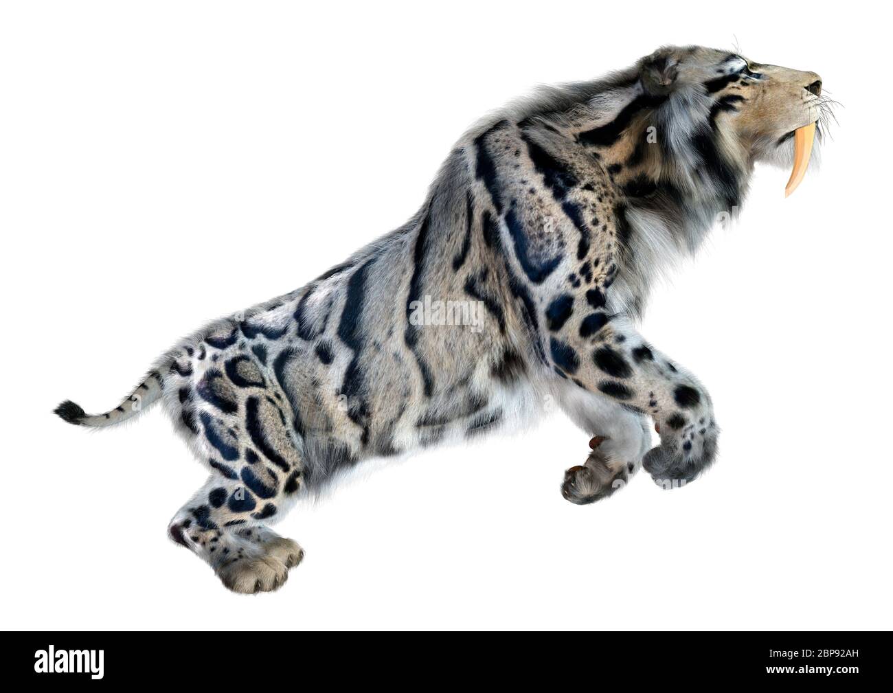 3D rendering of a sabertooth tiger isolated on white background Stock ...