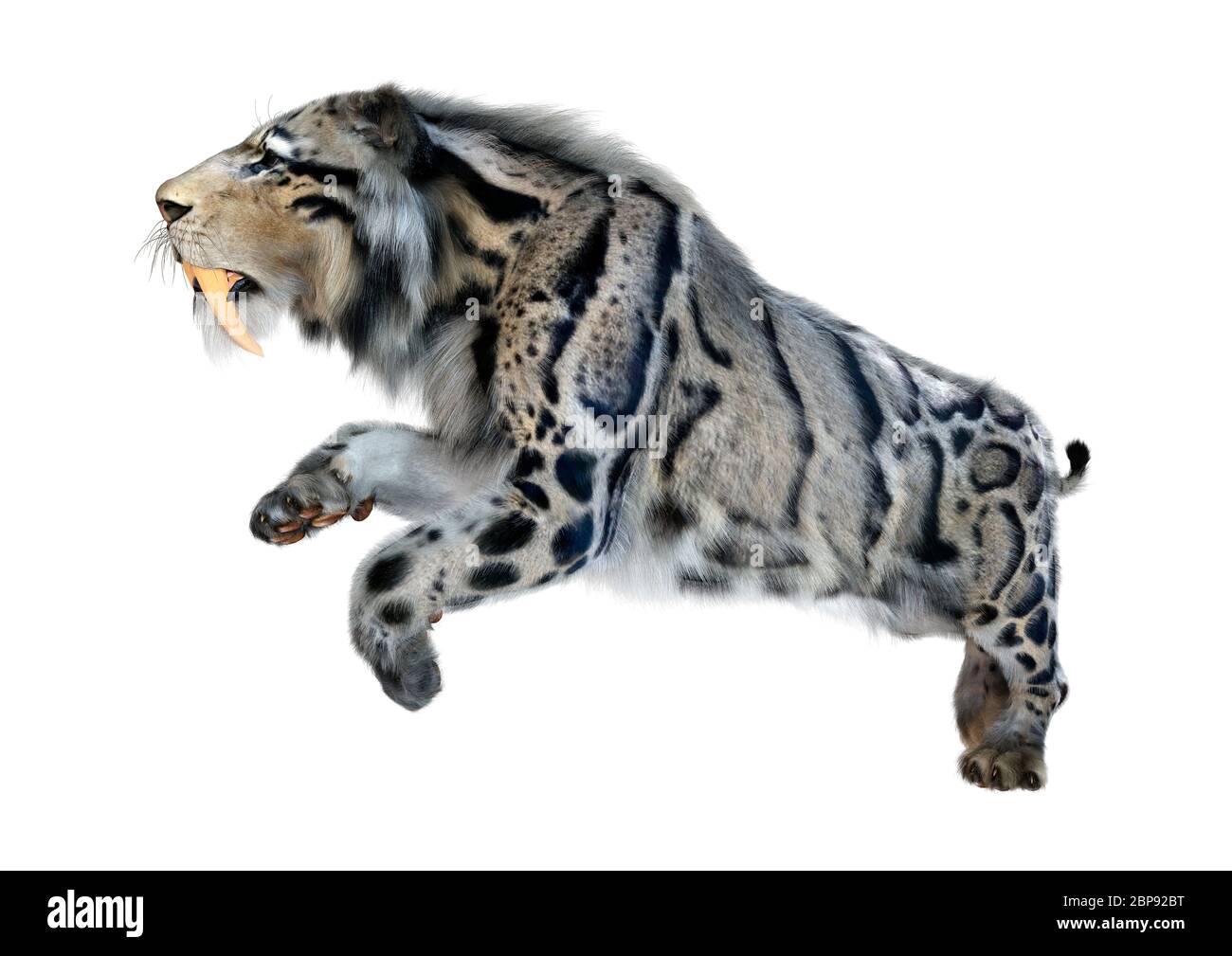 3D rendering of a sabertooth tiger isolated on white background Stock ...
