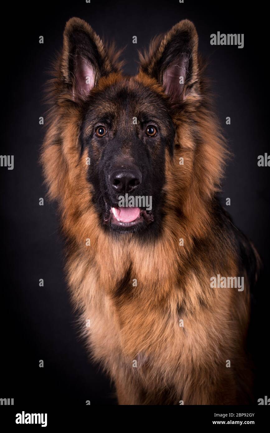 Young long haired German Shepherd Stock Photo - Alamy