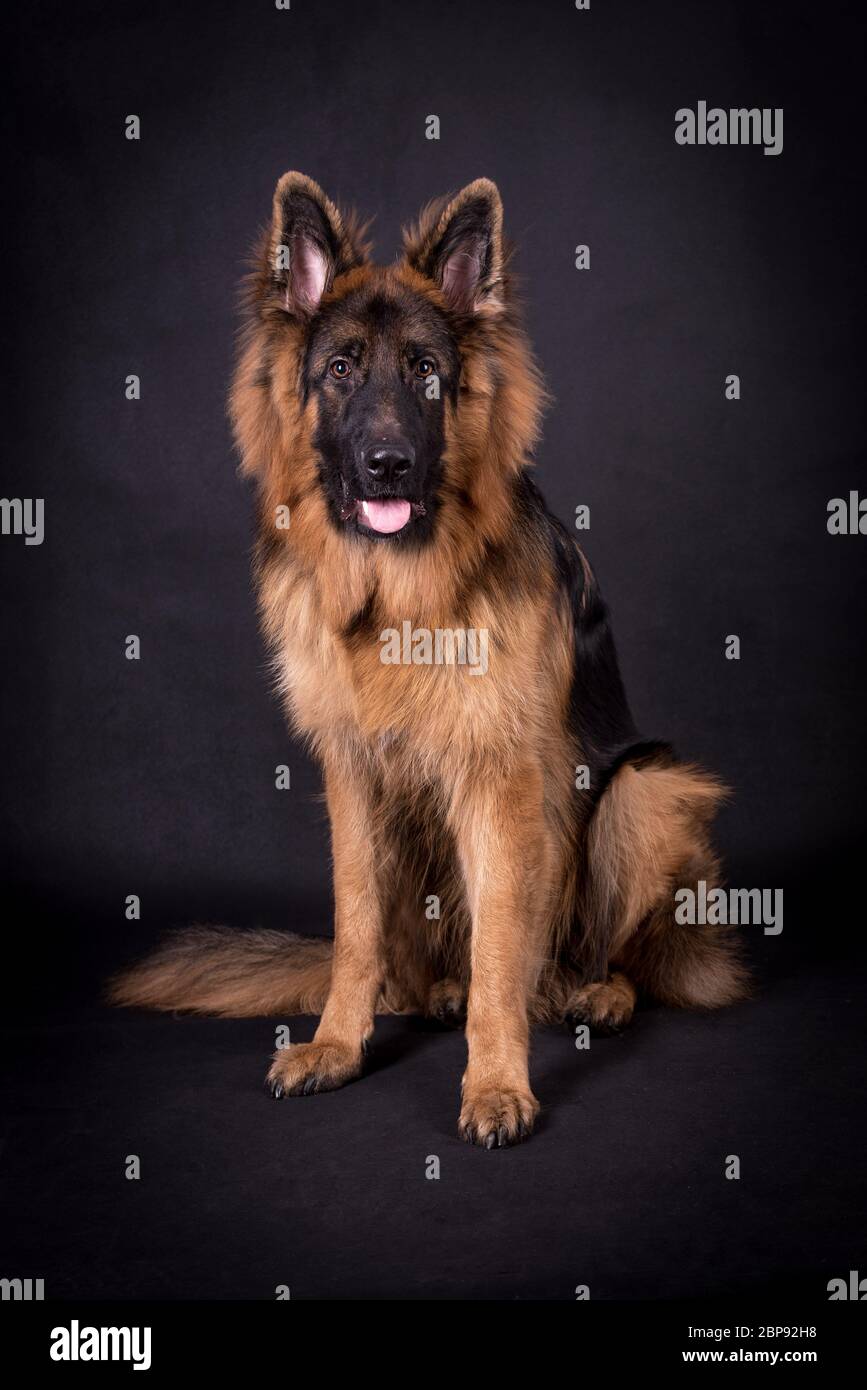 Long haired german shepherd hi-res stock photography and images - Alamy