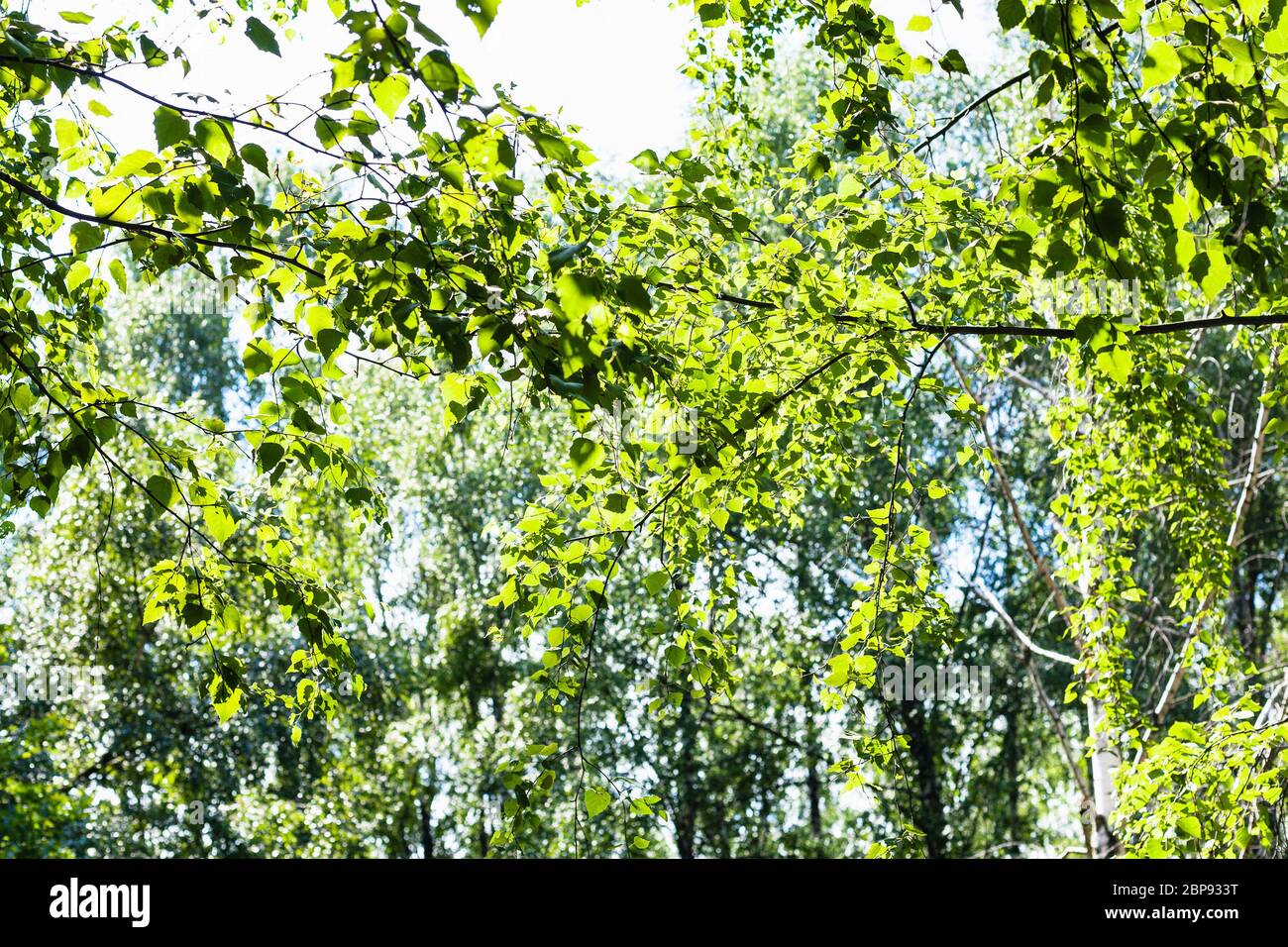 natural background - green foliage of poplar tree in forest in summer ...