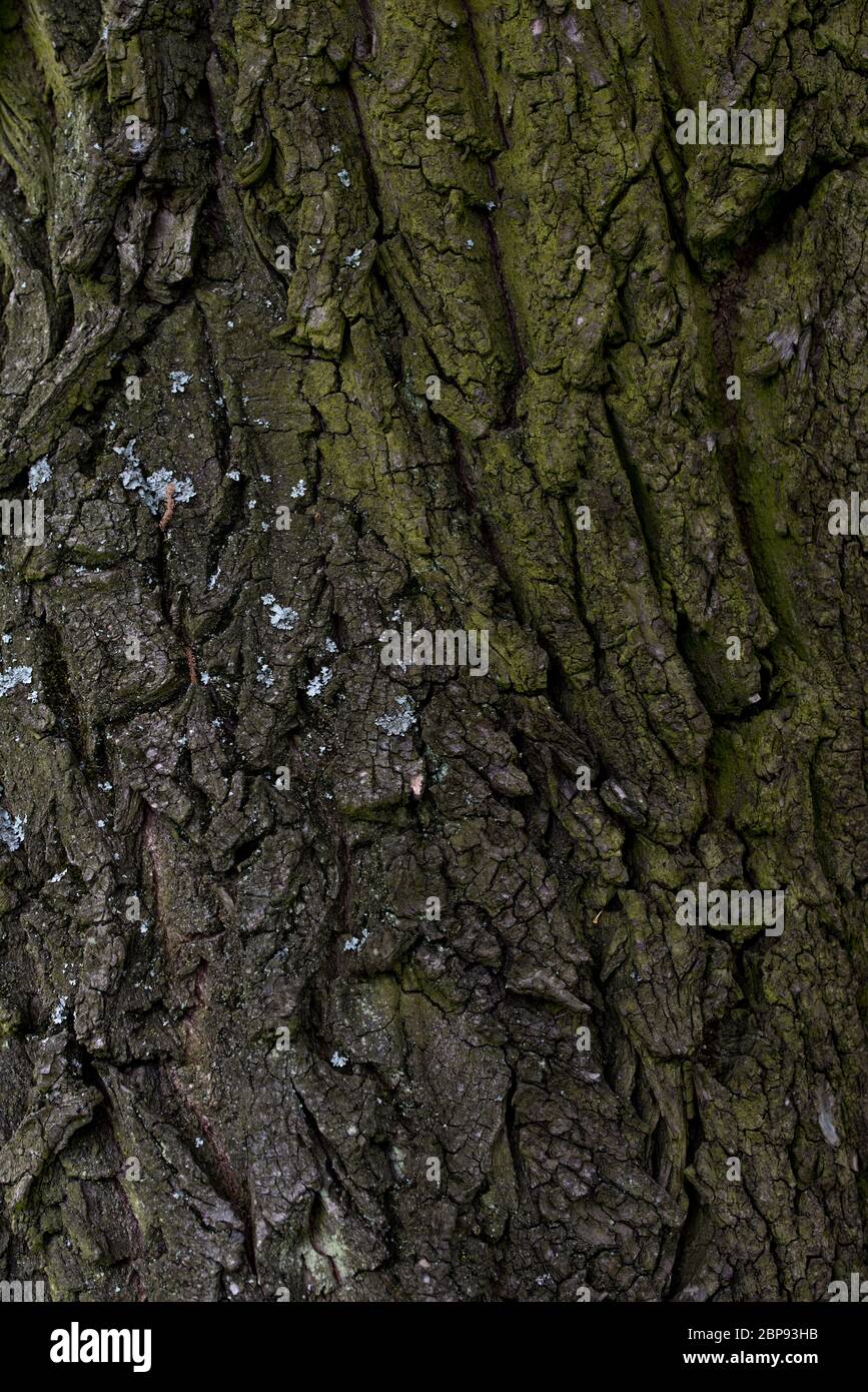 tree bark - wood texture, background Stock Photo - Alamy