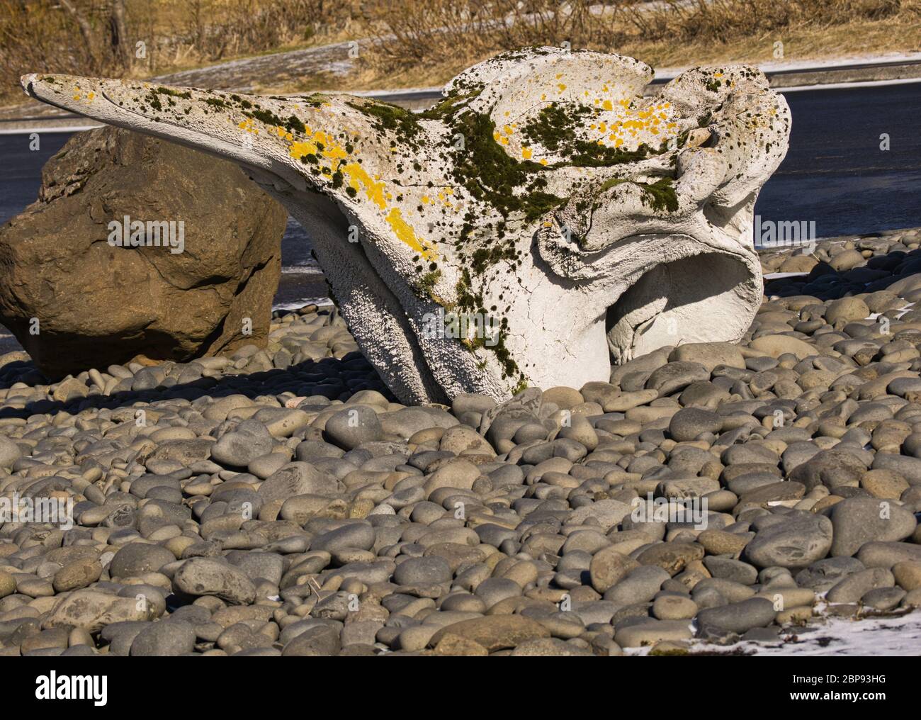 Skull bone bones lava hi-res stock photography and images - Alamy
