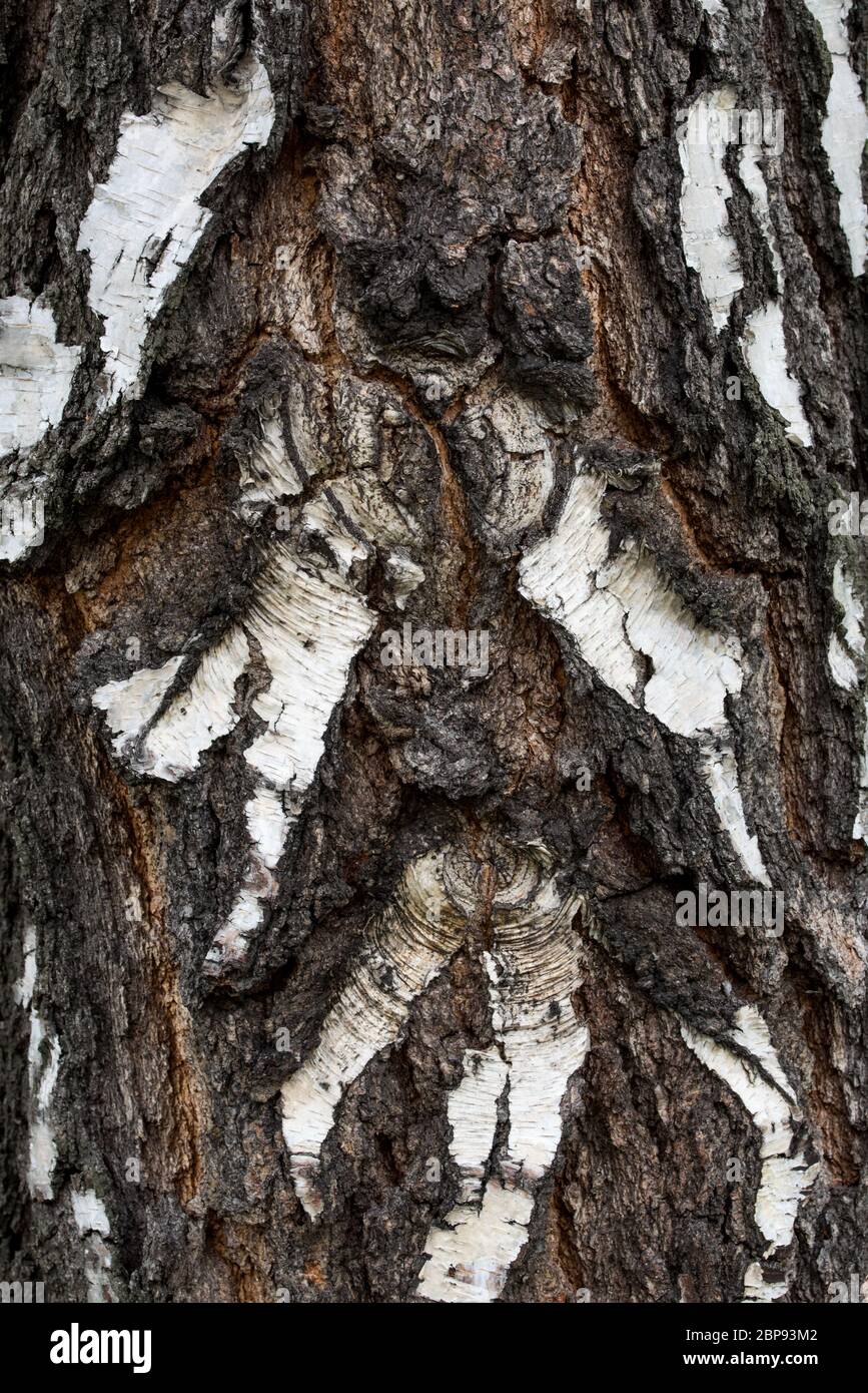 tree bark - wood texture, background Stock Photo - Alamy