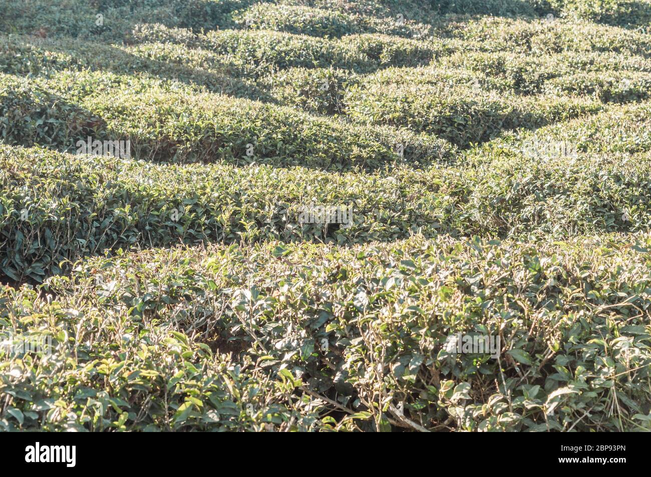 The relief landscape of the tea plantation. Near Darjeeling, India ...