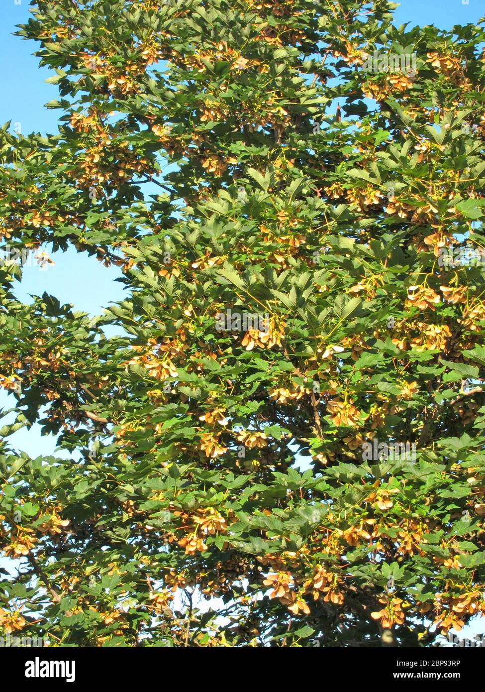 Maple tree foliage Stock Photo - Alamy