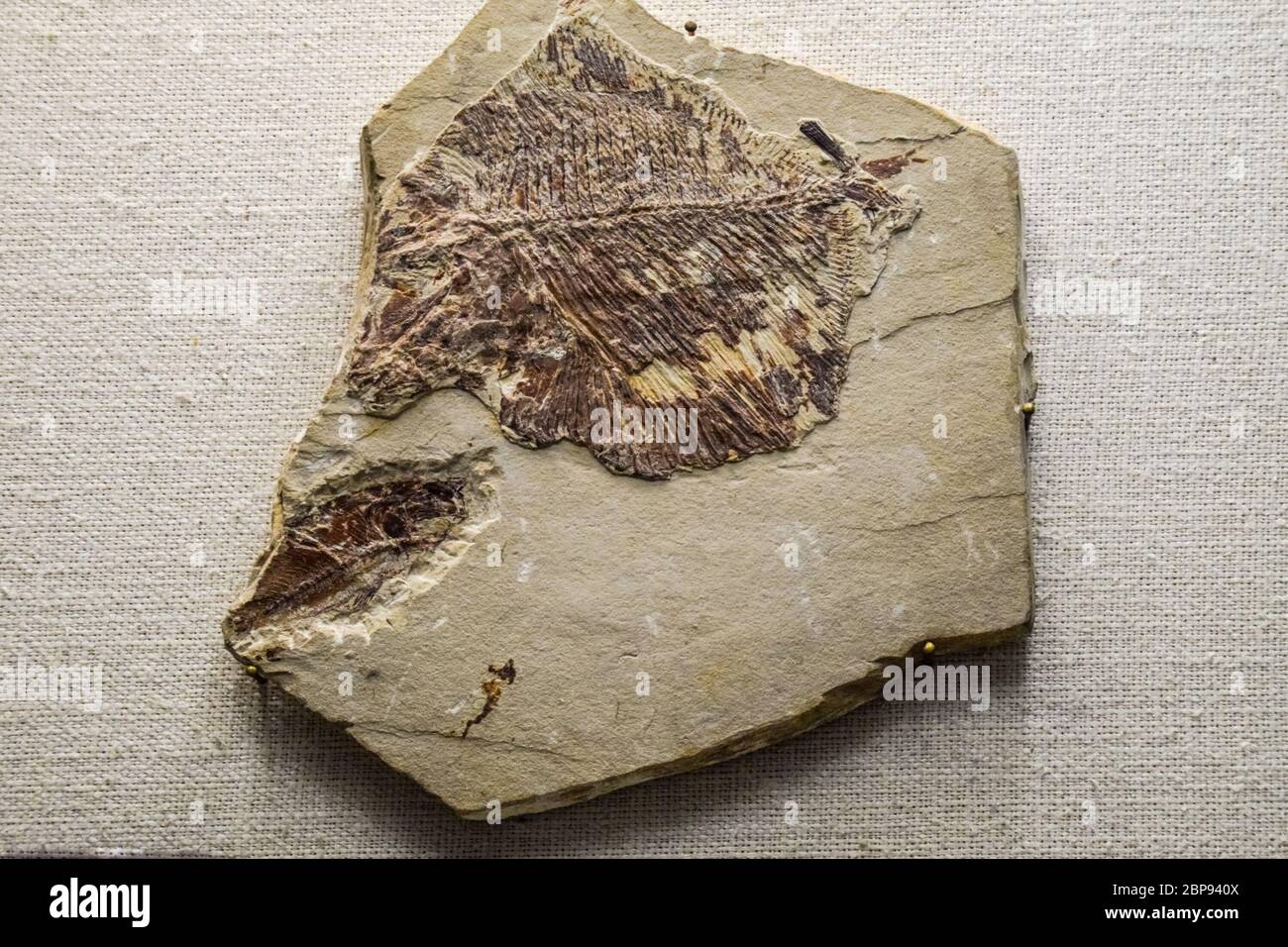 Fossils of ancient fish. Find the skeleton of a fish in the reservoir ...