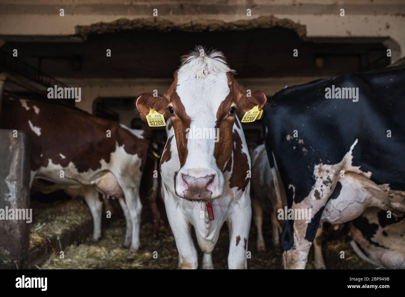 Cows on a diary farm, agriculture industry Stock Photo - Alamy