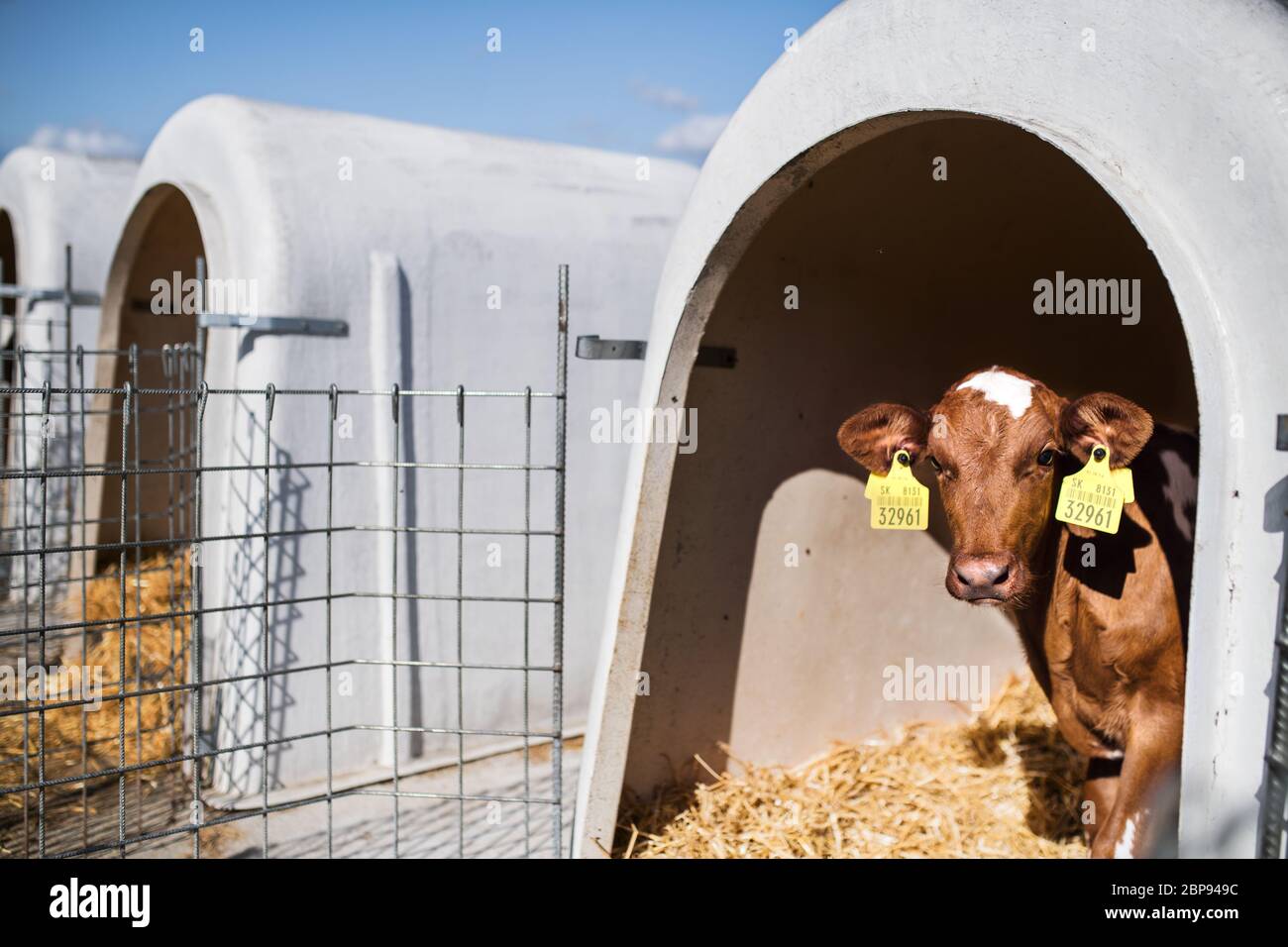 Diary cows feeding hi-res stock photography and images - Alamy