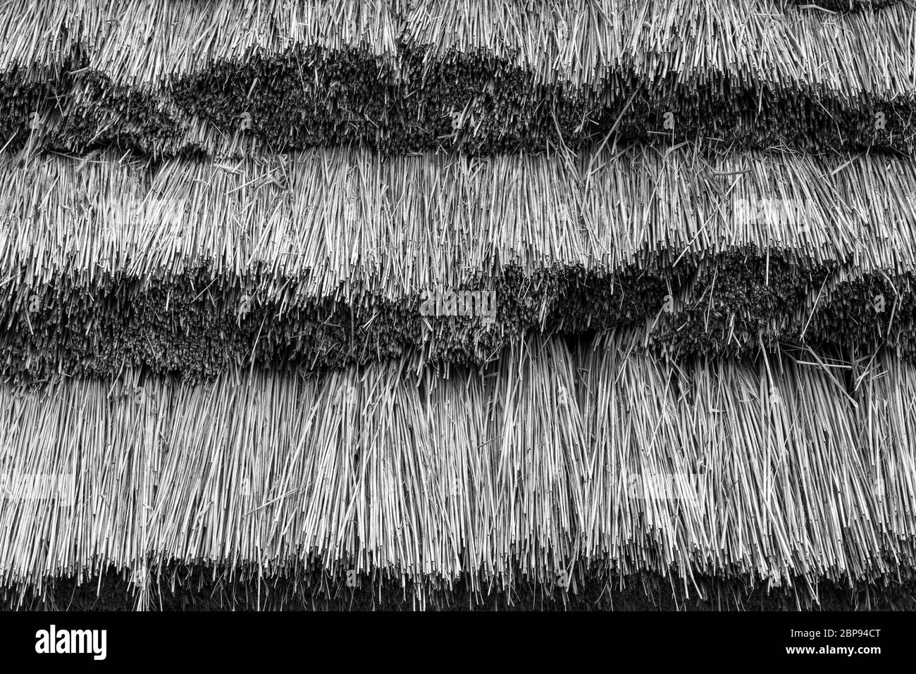 Nature background palm branches Black and White Stock Photos & Images ...