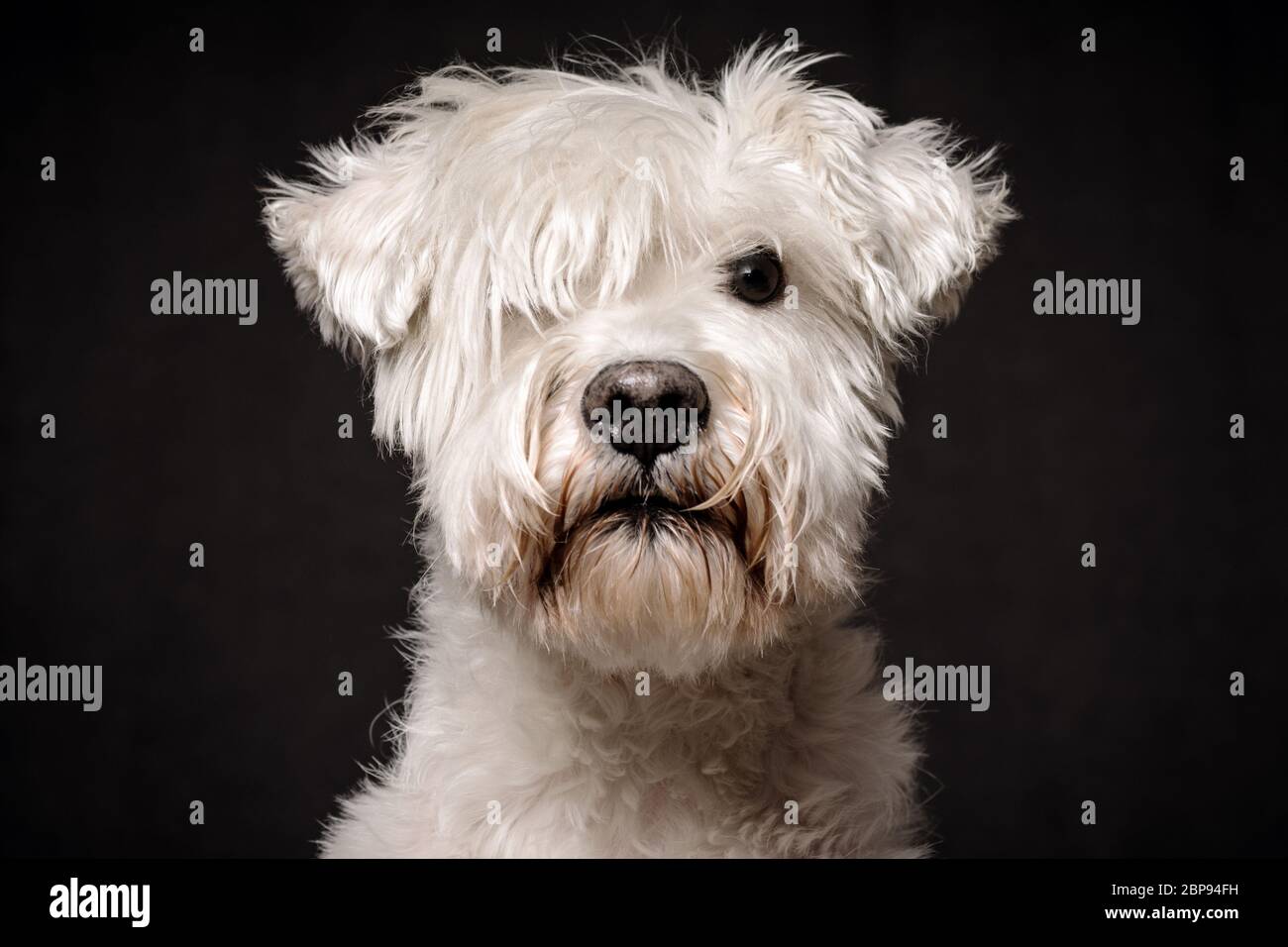 Front view animal portrait of serious white schnauzer dog on dark ...