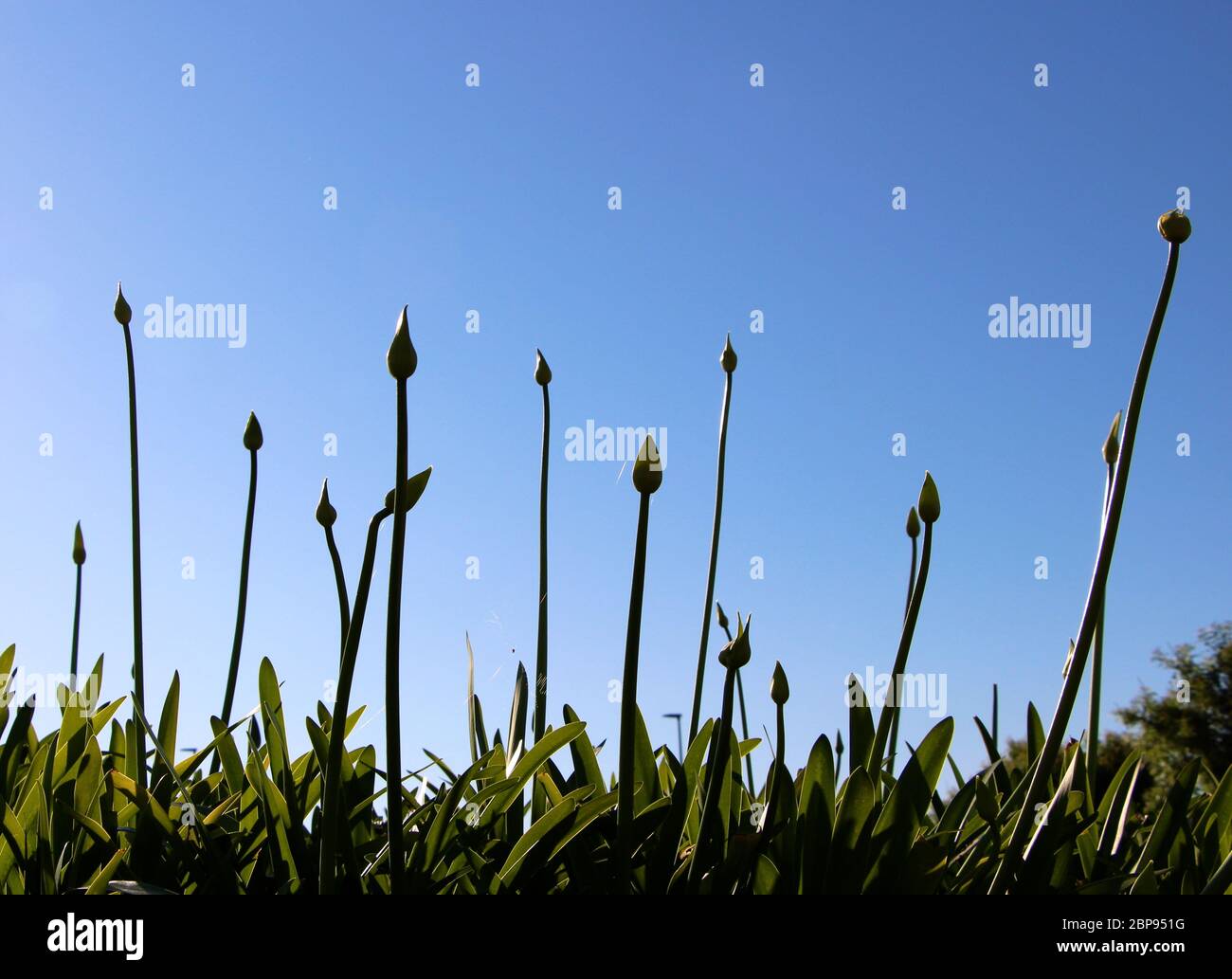 Tall bulbous shoots of Agapanthus africanus against sun with green ...