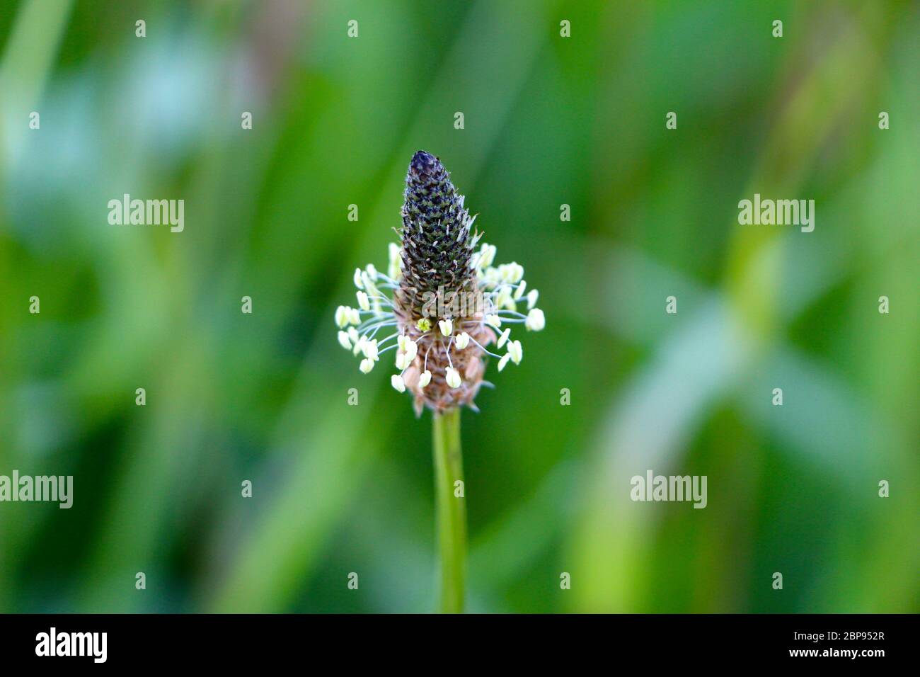 Plantago lanceolata or Ribwort Plantain growing wild close up Stock ...