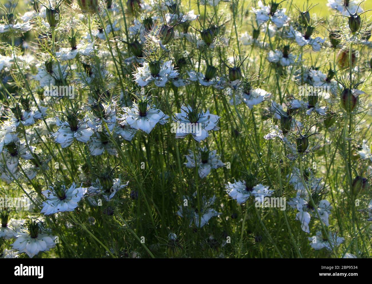 Devil bush hi-res stock photography and images - Alamy