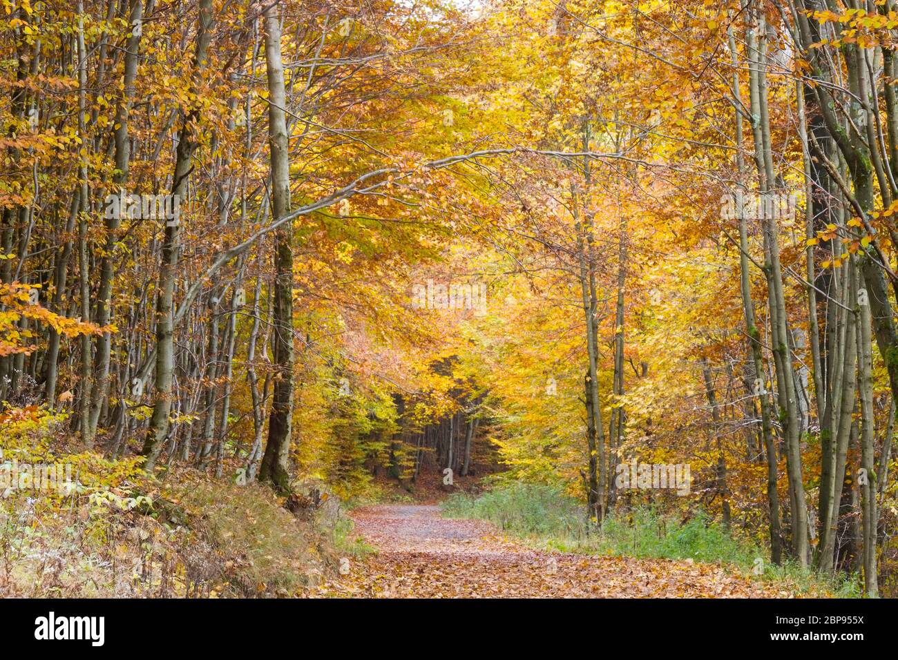 Autumn in forest, Sauerland, Germany Stock Photo - Alamy