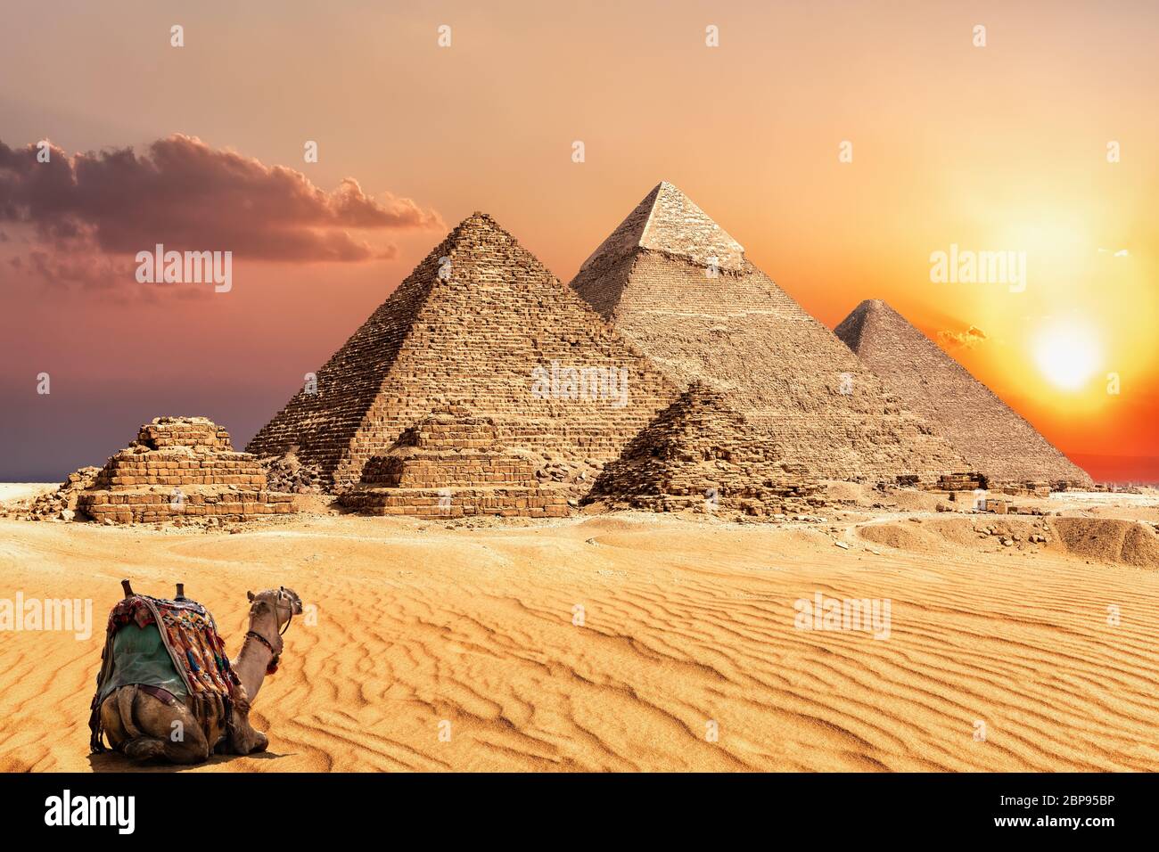 A camel watching the sunset in the desert near the Pyramids of Giza ...