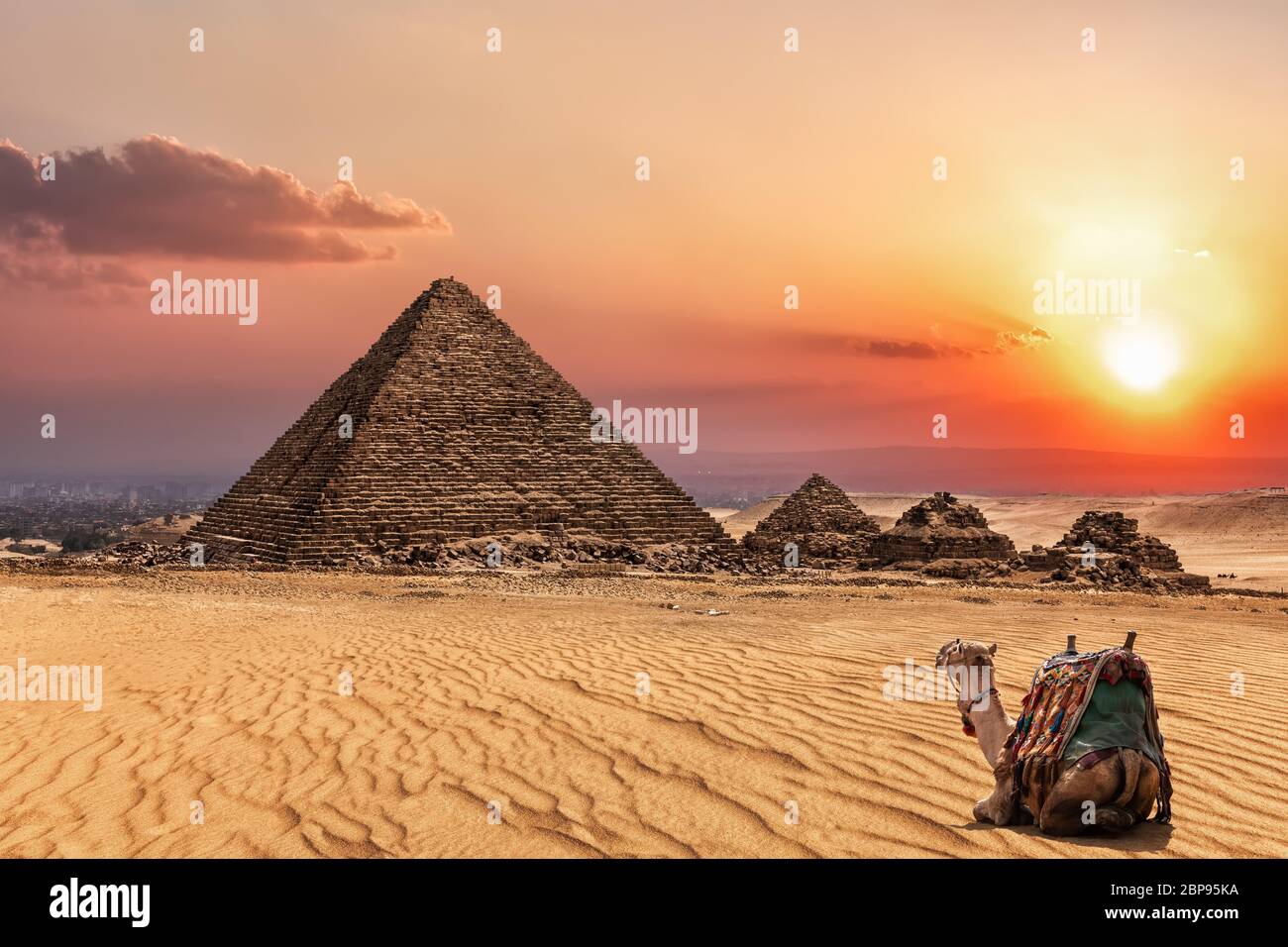 Camel on sunset pyramid hi-res stock photography and images - Alamy