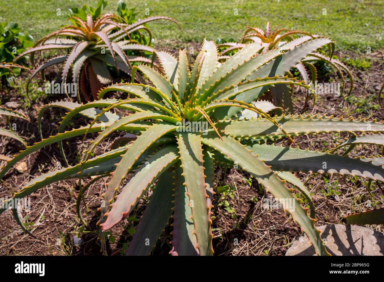 Green big leaves of Agave Succulent Plant Stock Photo - Alamy