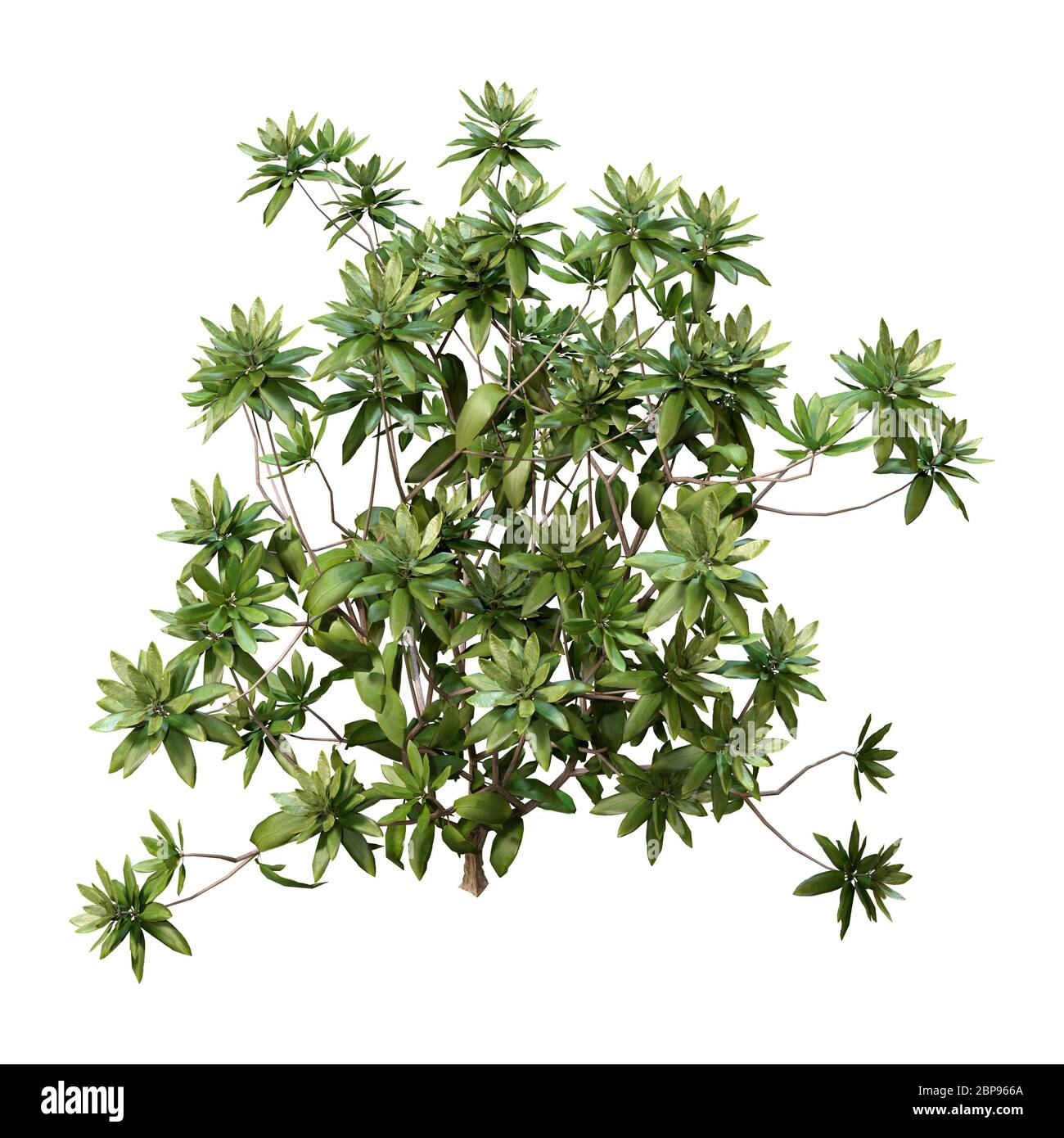 3D rendering of a rhododendron plant isolated on white background Stock ...