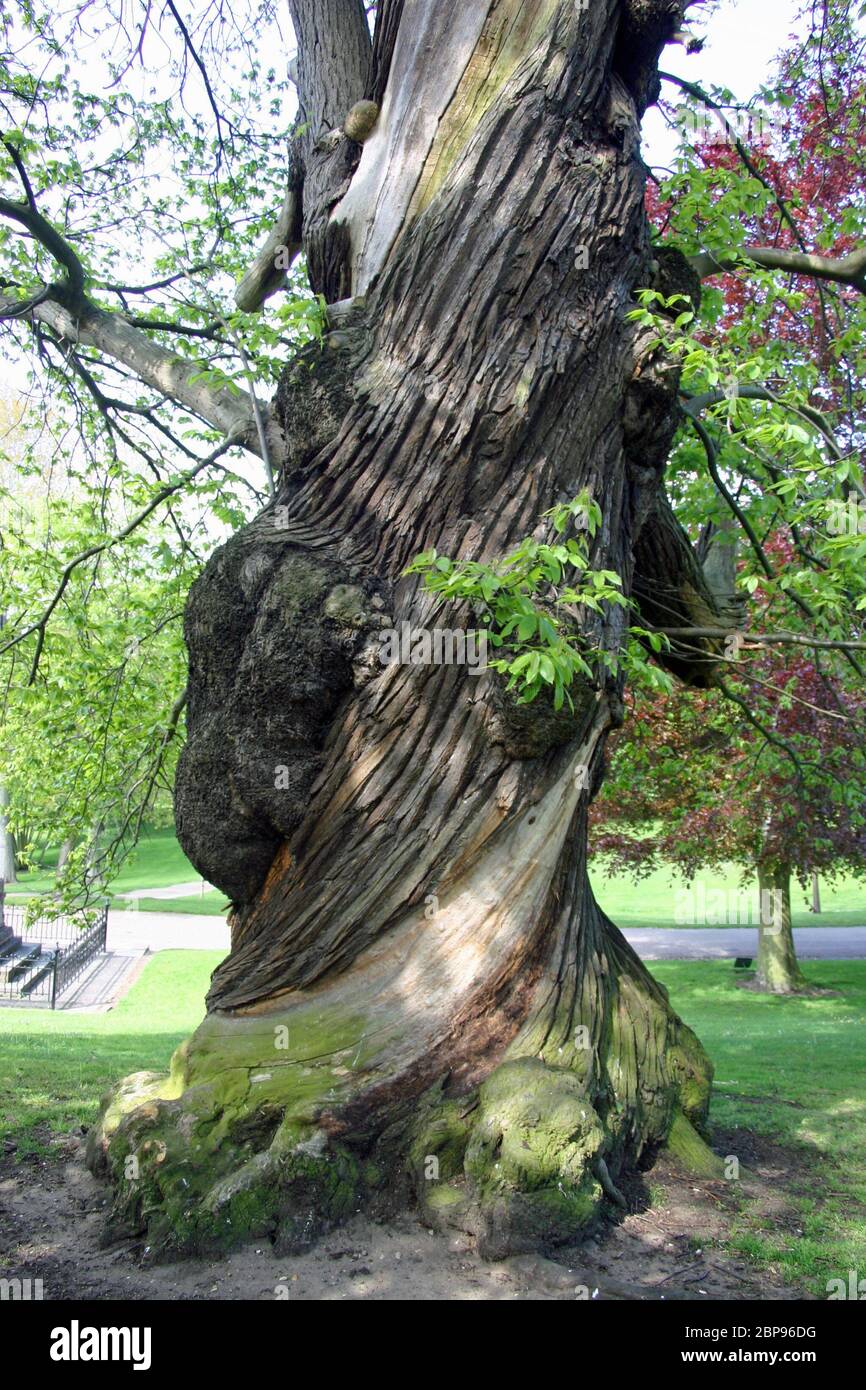 Old and gnarled veteran sweet chestnut (Castanea sativa) tree with ...