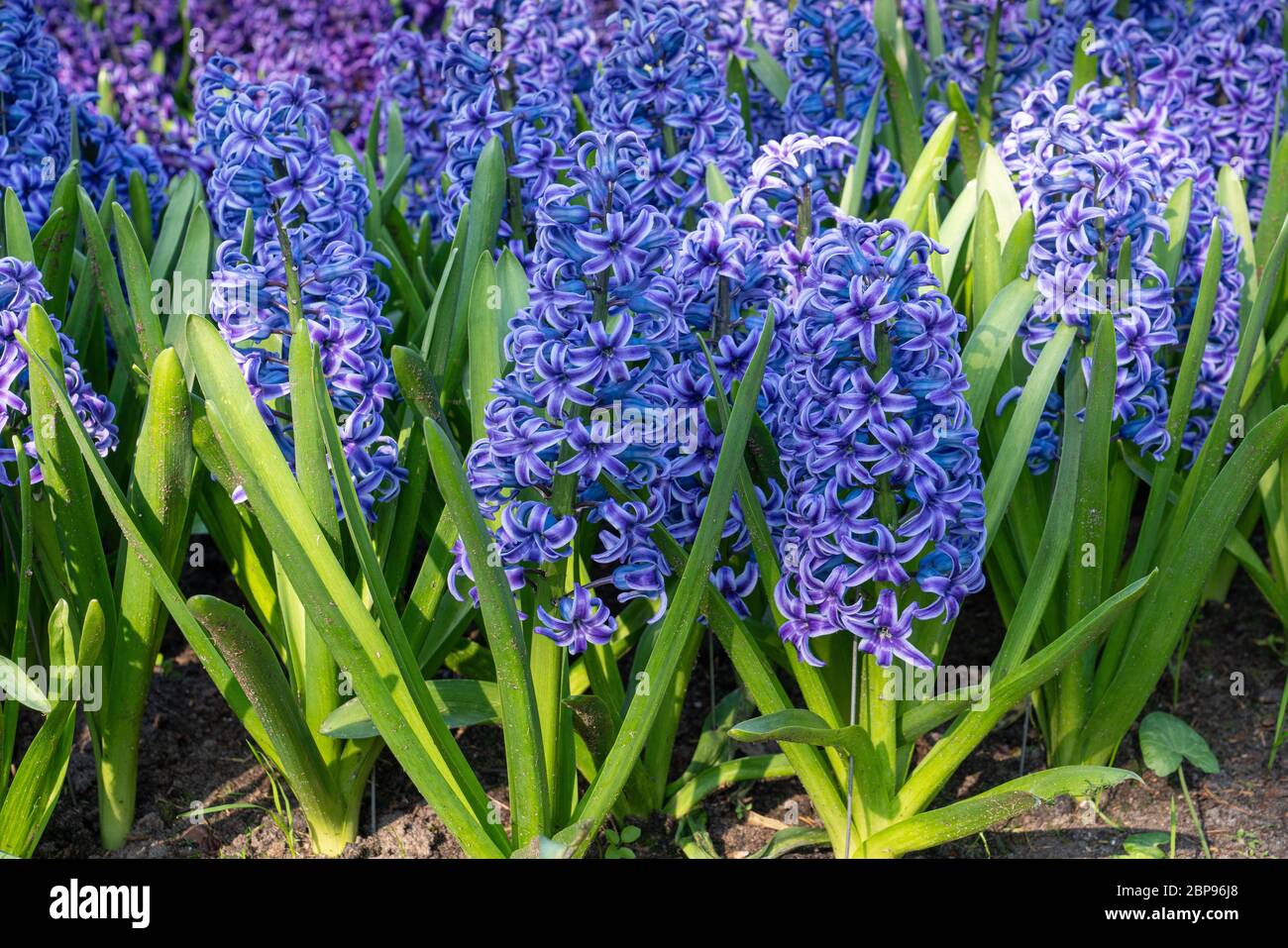 Common Hyacinth (Hyacinthus orientalis), flowers of springtime Stock ...