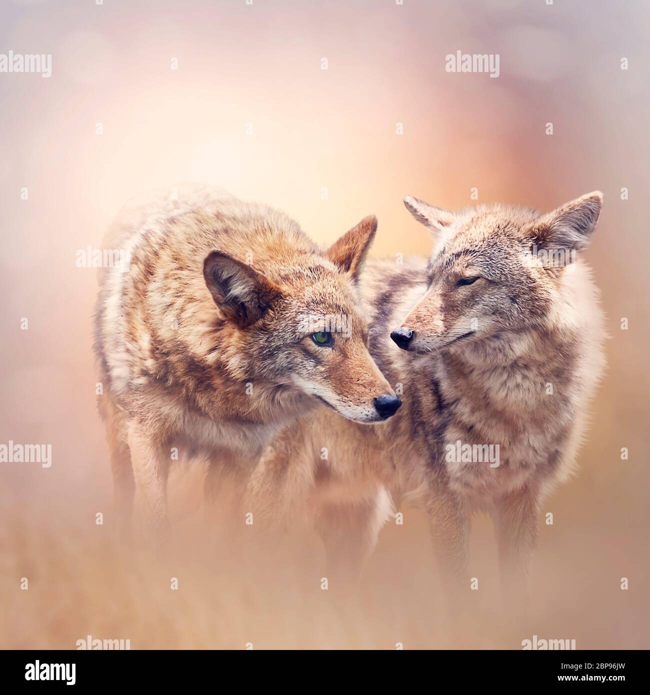 Fauna coyotes hi-res stock photography and images - Alamy