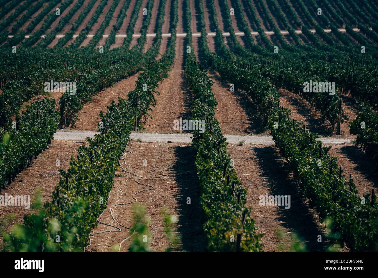 wine growing fields in open landscapes. wine, grapes, harvest, green ...
