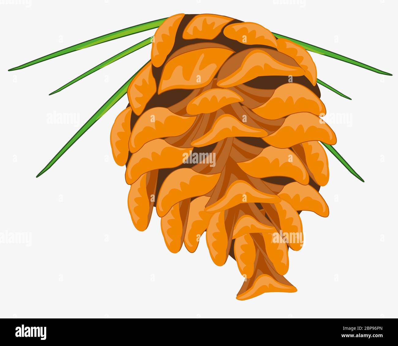 Fruit of the evergreen conifer pine on white background is insulated ...